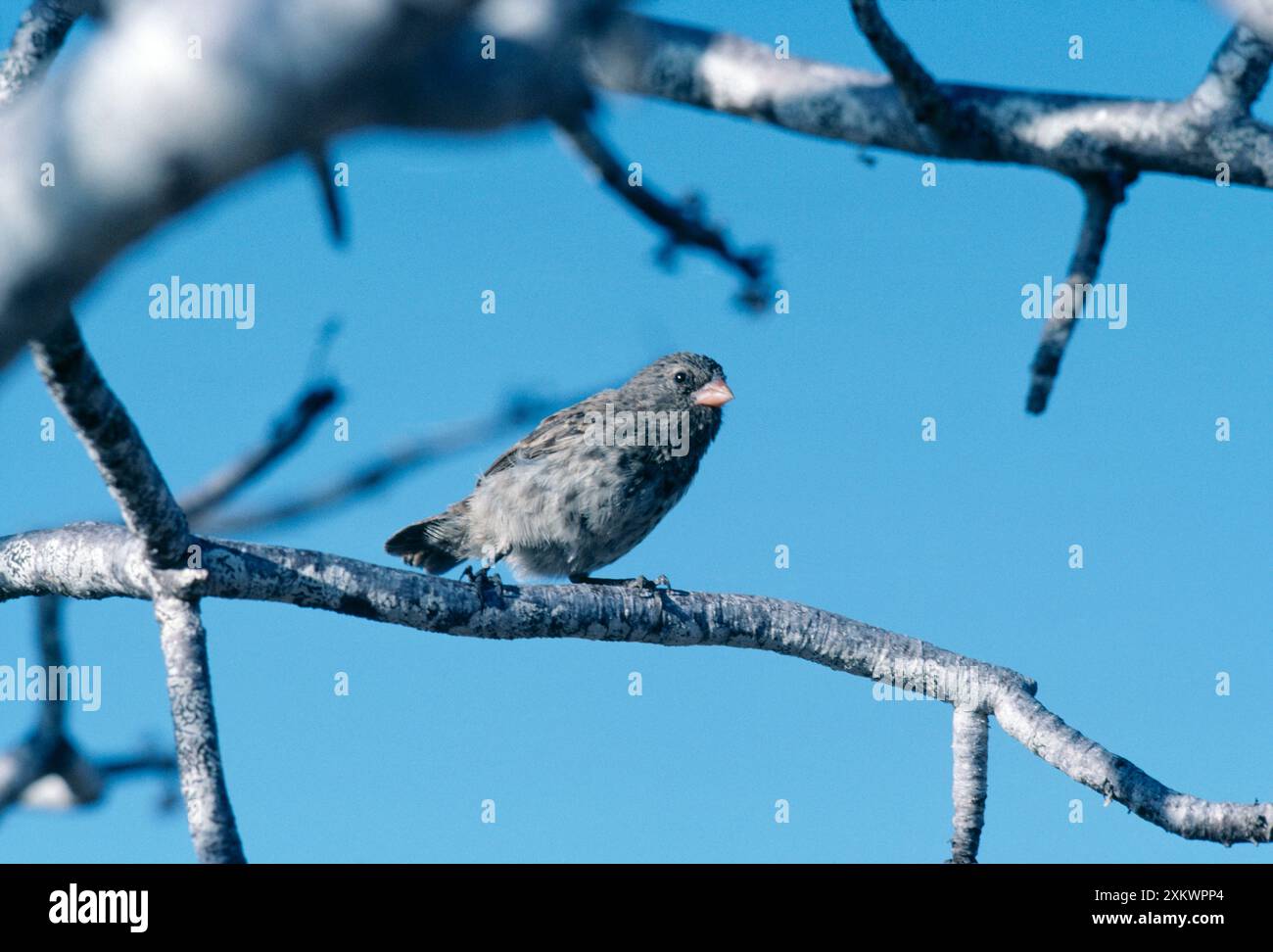 Galapagos / DarwinÕs Finch - Small Ground Finch Stock Photo - Alamy