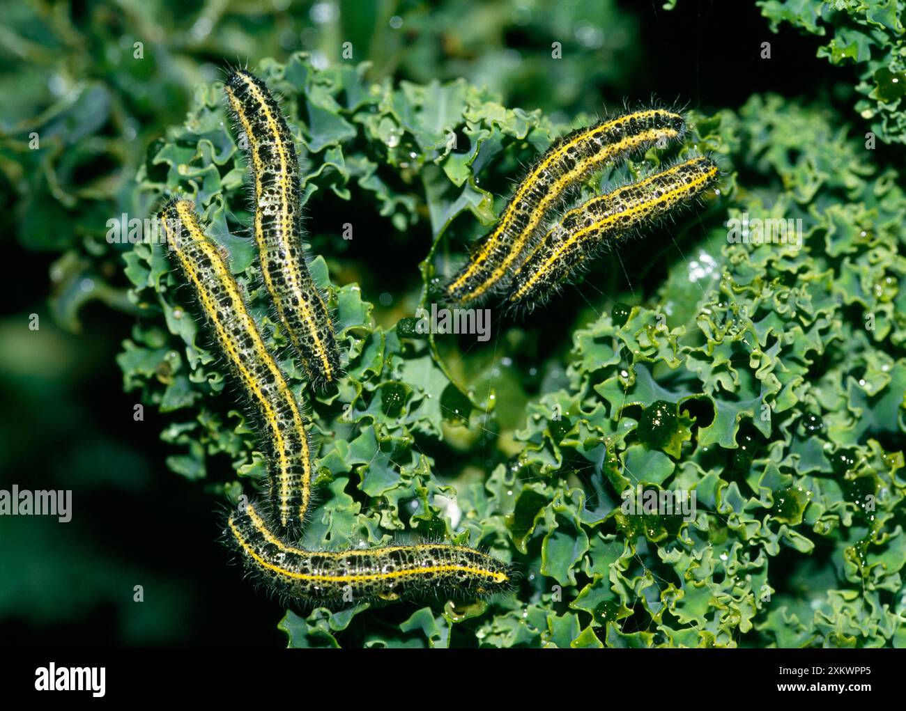 Cabbage White Butterfly - caterpillars - devouring kale Stock Photo - Alamy