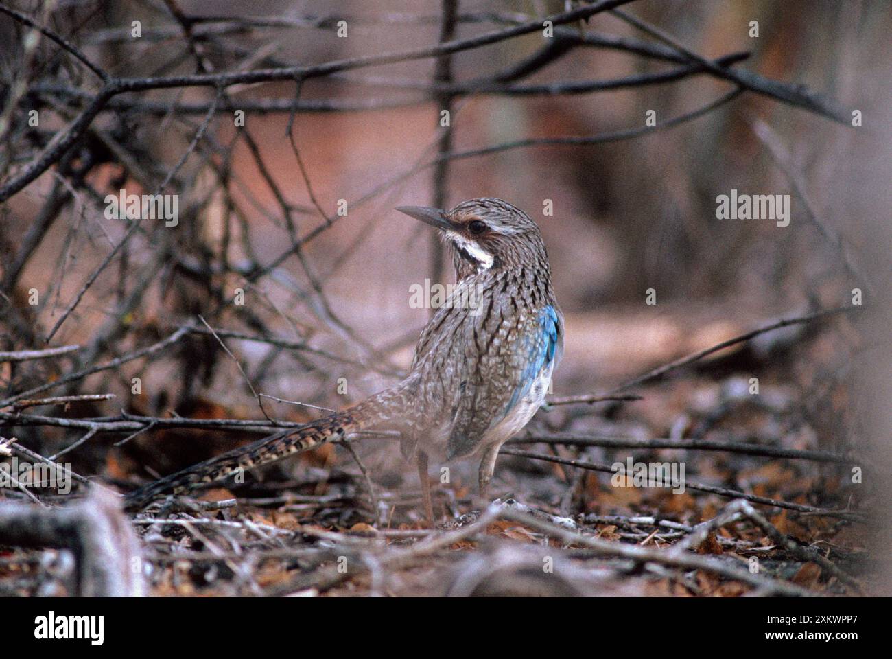 Long-tailed Ground Roller Stock Photo - Alamy