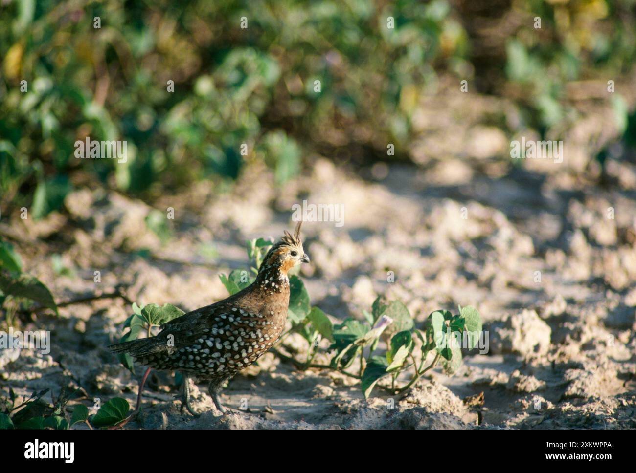 Crested Bobwhite - a type of quail - male Stock Photo - Alamy