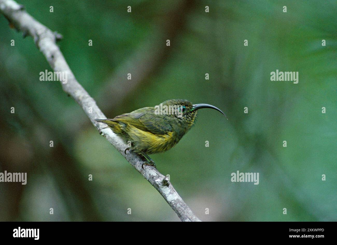False sunbird hi-res stock photography and images - Alamy