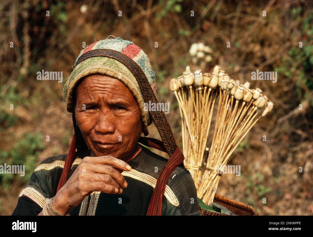 Opium POPPY - Meo tribes woman with opium pods to sell Stock Photo - Alamy