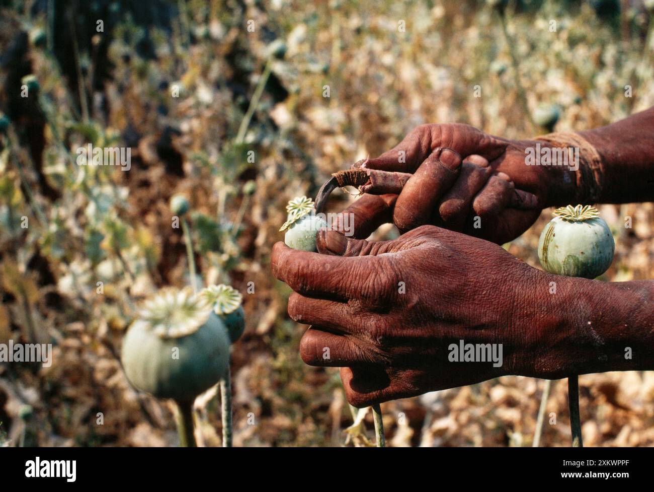 Opium POPPY - Meo farmer cutting pod with special Stock Photo - Alamy
