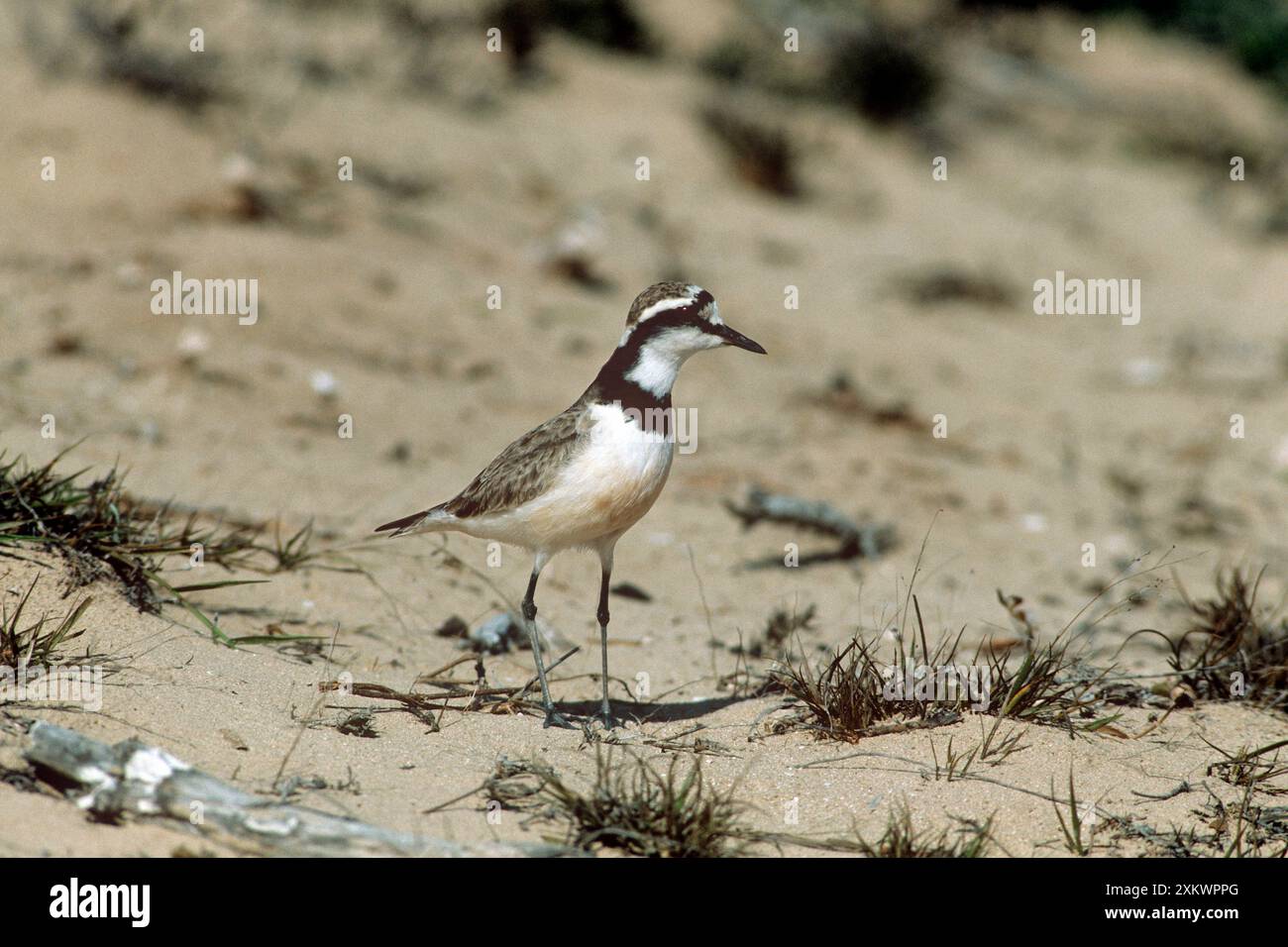 Madagascar plover hi-res stock photography and images - Alamy