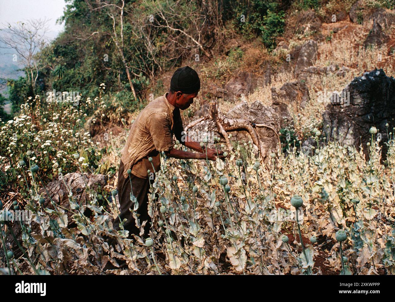 Opium POPPY - Meo farmer cutting Opium pods in field Stock Photo - Alamy