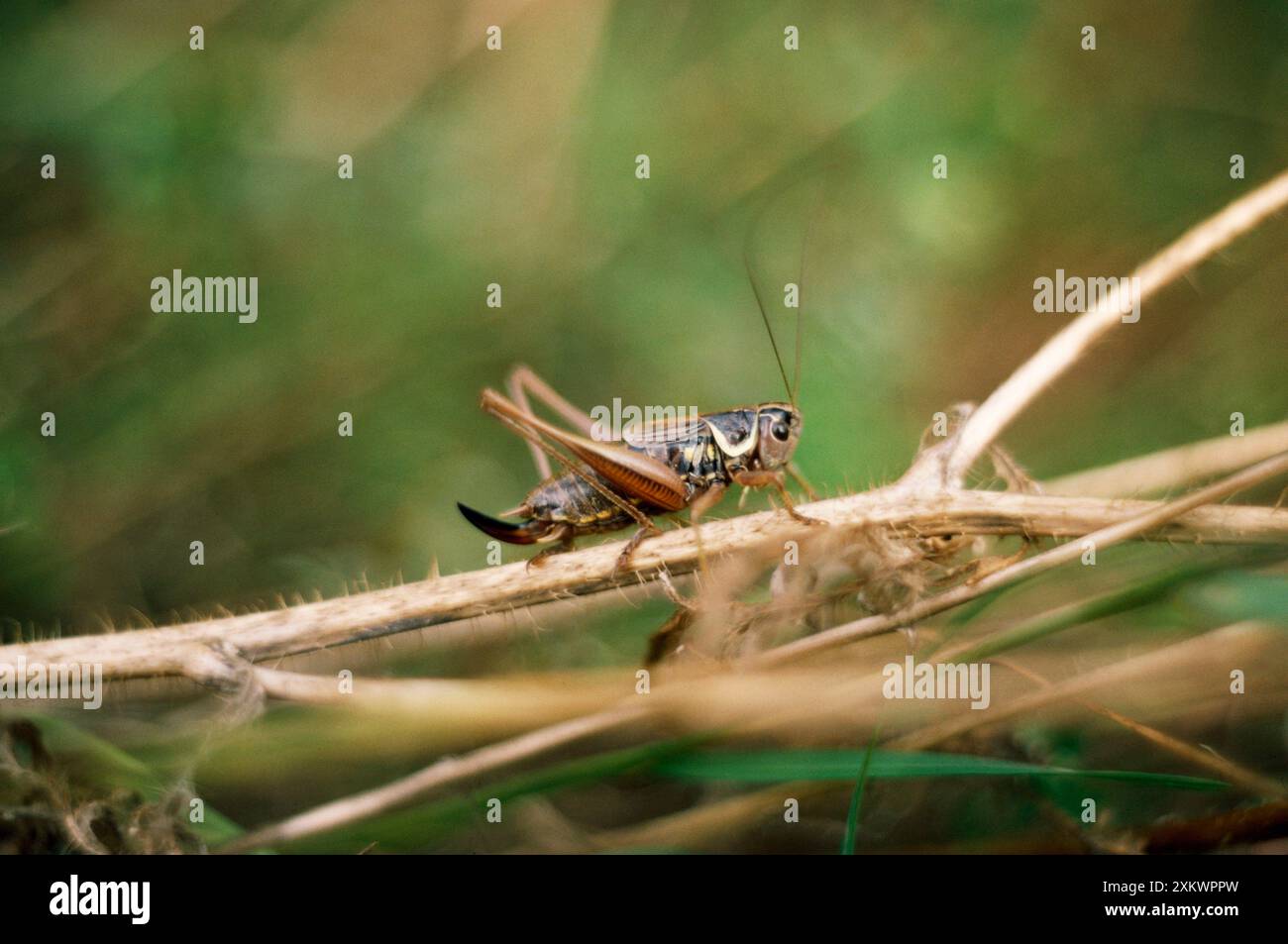 The roesels bush cricket hi-res stock photography and images - Alamy