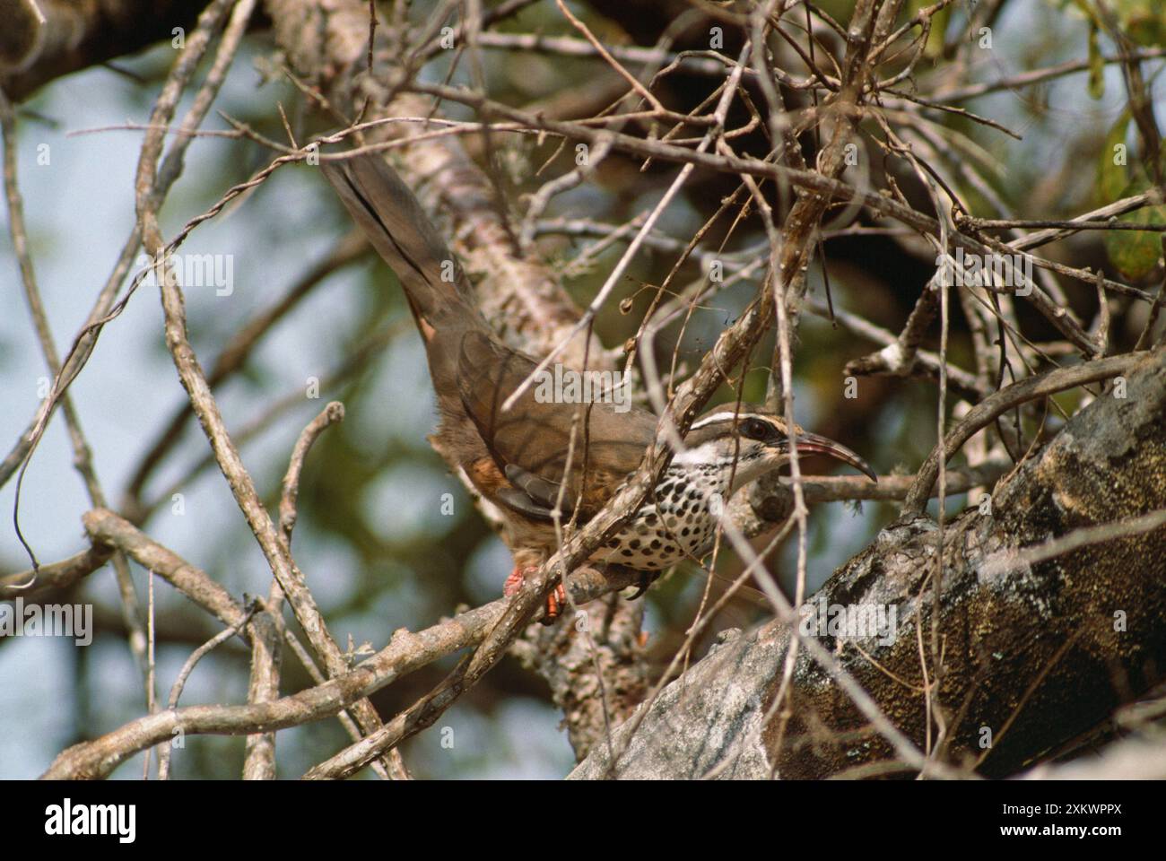 Subdesert Mesite - male Stock Photo - Alamy