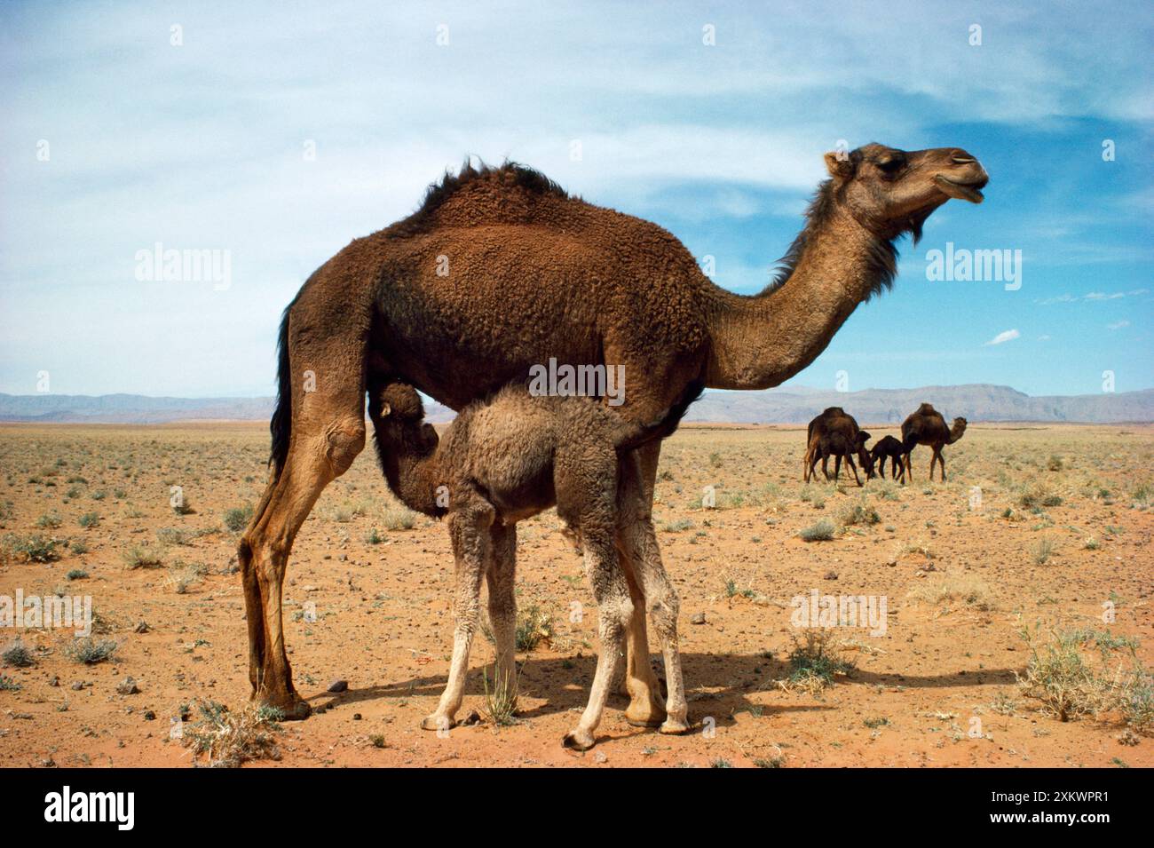 Baby camel with his mother hi-res stock photography and images - Alamy