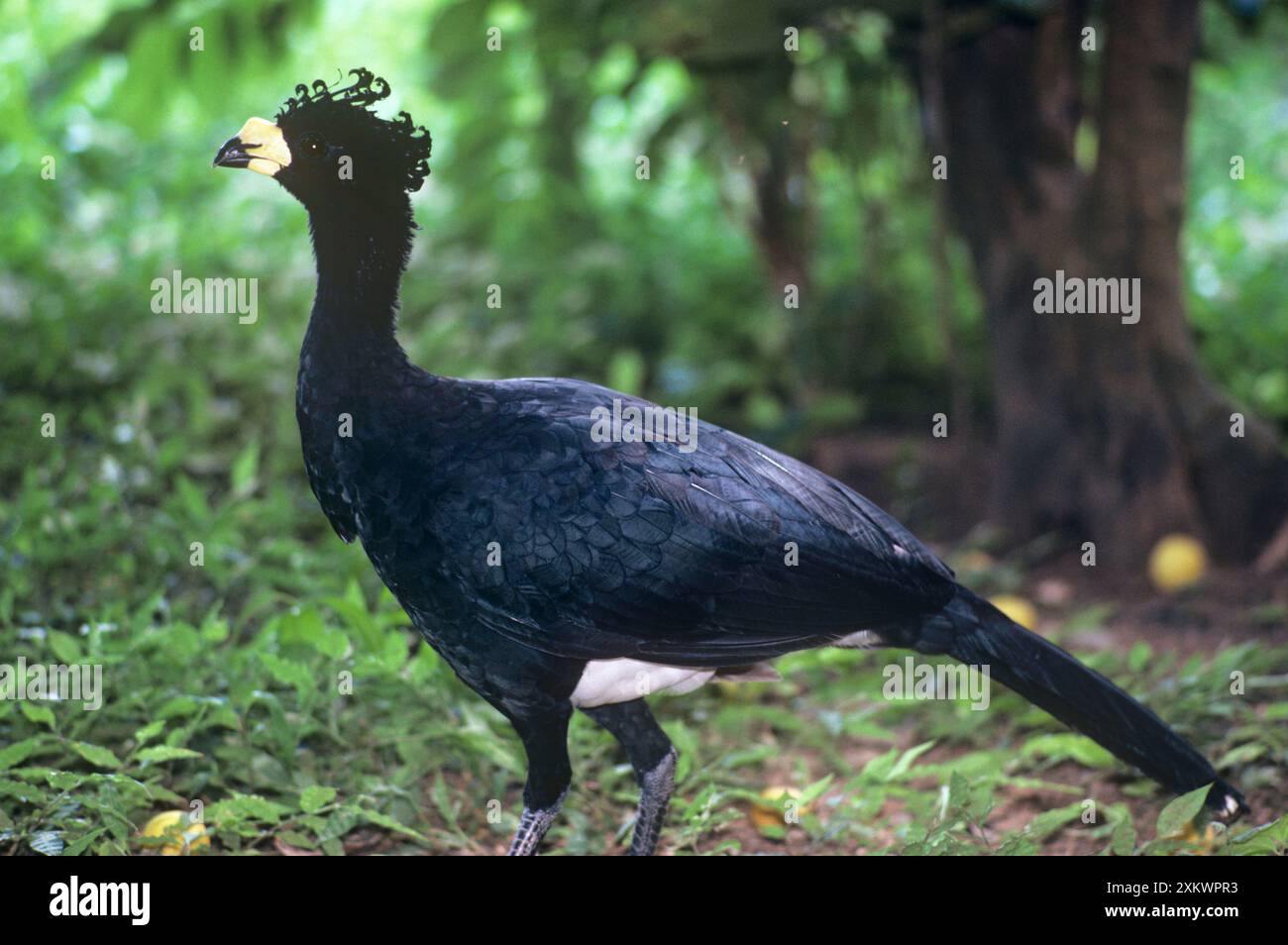 Male curassows hi-res stock photography and images - Alamy