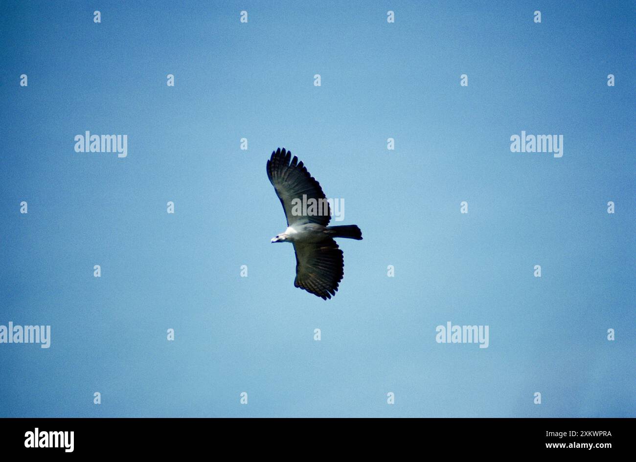 Monkey Eating / Monkey-eating / Philippine EAGLE - in flight Stock ...