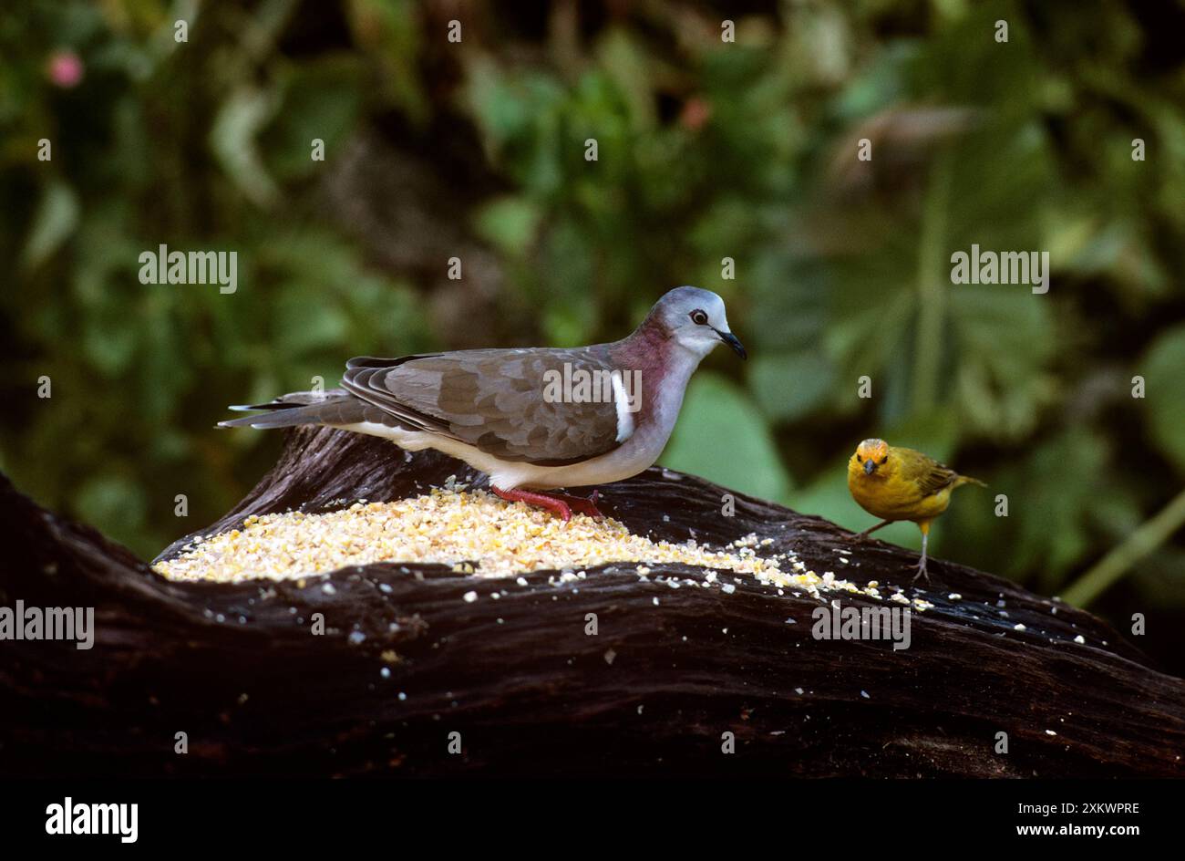 Saffron finch species sicalis hi-res stock photography and images - Alamy