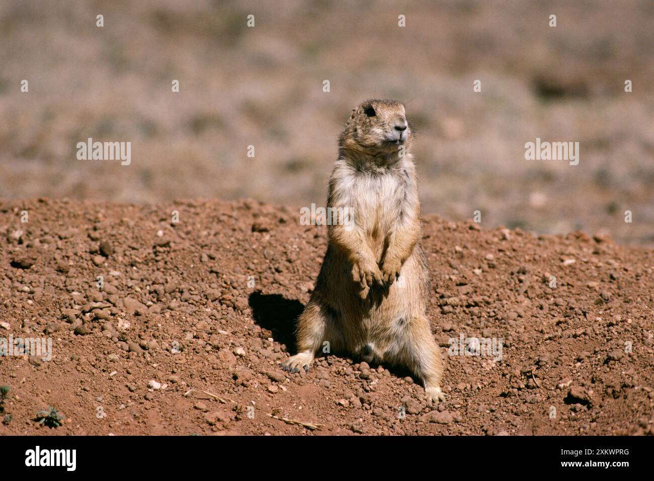 Mammal dog prairie hi-res stock photography and images - Alamy
