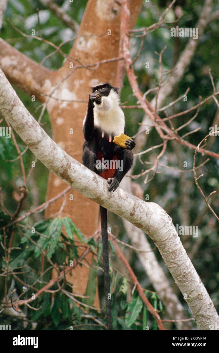 Diana MONKEY / Diana Guenon - eating fruit in tree Stock Photo - Alamy