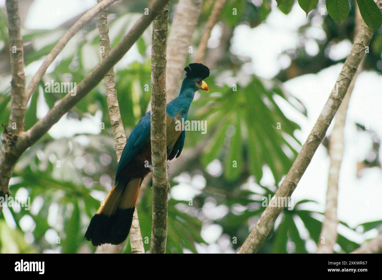 Great Blue Turaco Stock Photo - Alamy