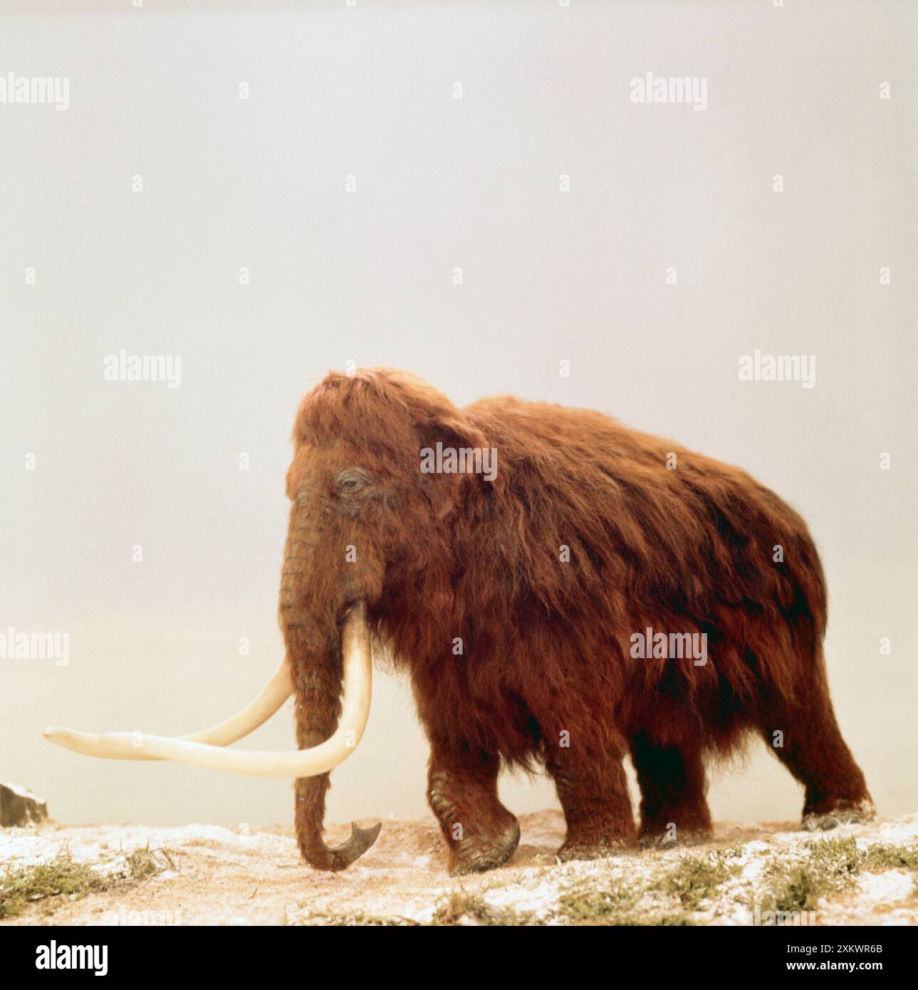 Prehistoric mammals hi-res stock photography and images - Alamy