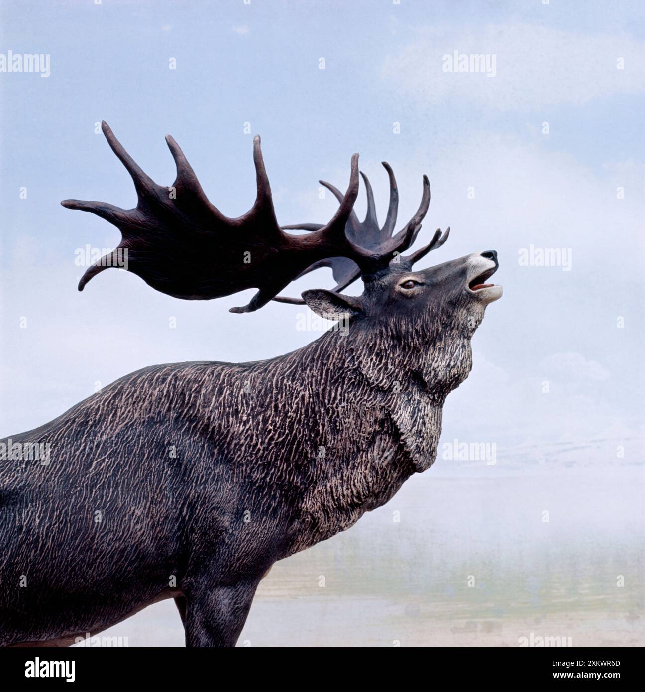 Megaloceros hi-res stock photography and images - Alamy