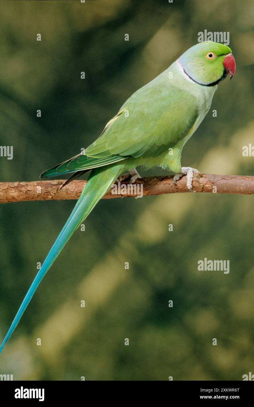 Rose-Ringed / Ring-necked / Indian ring-necked Stock Photo - Alamy