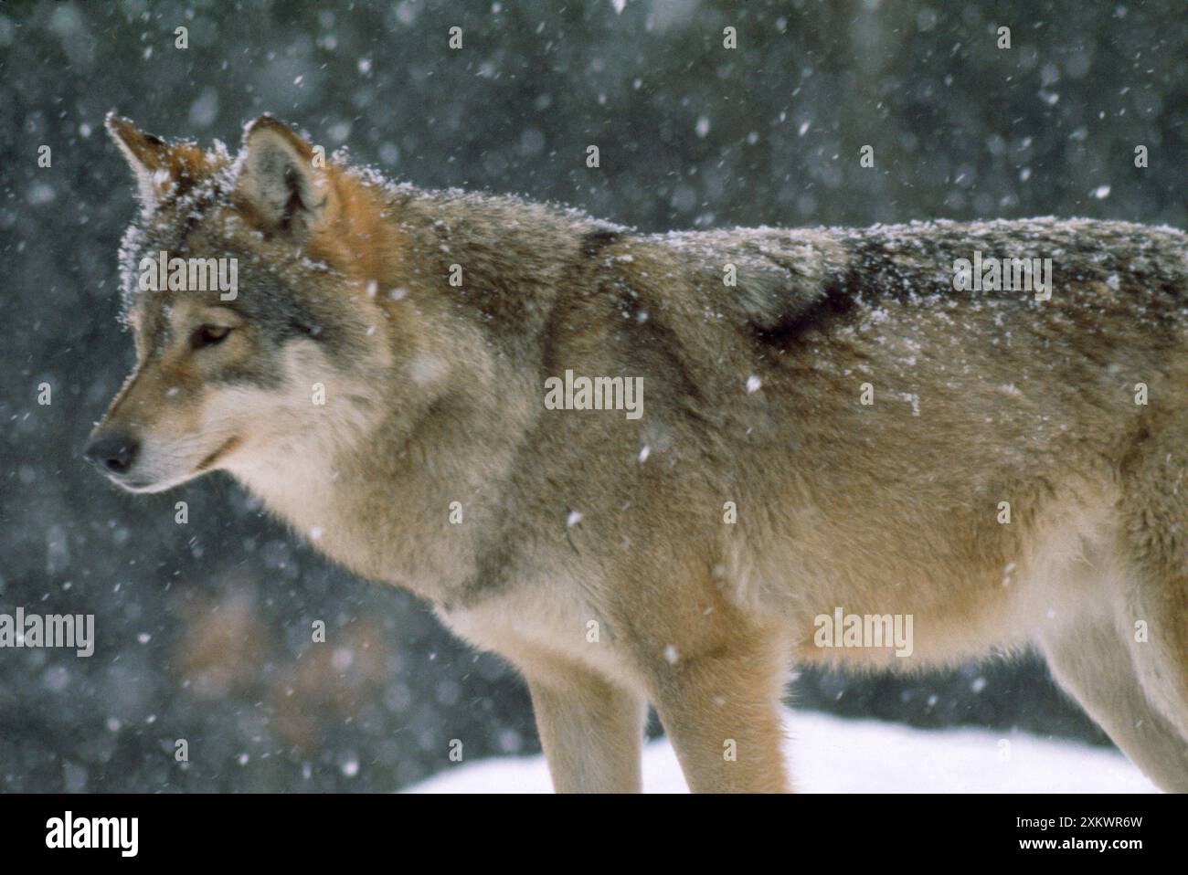 Wolf in snow hi-res stock photography and images - Alamy