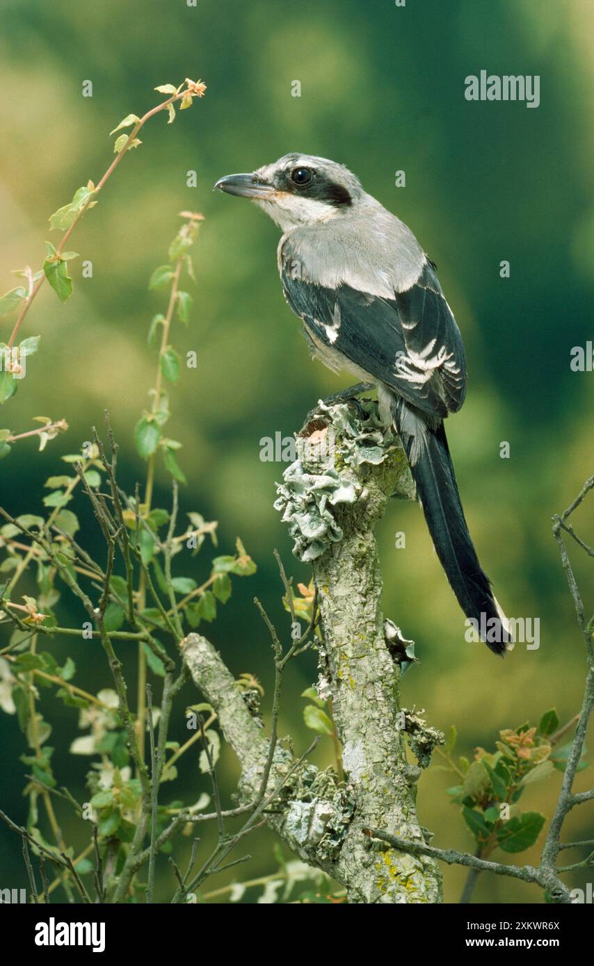 Great shrike hi-res stock photography and images - Alamy
