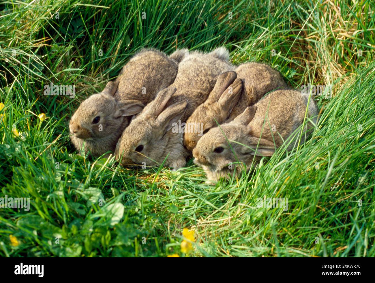 Baby wild rabbit hi-res stock photography and images - Alamy