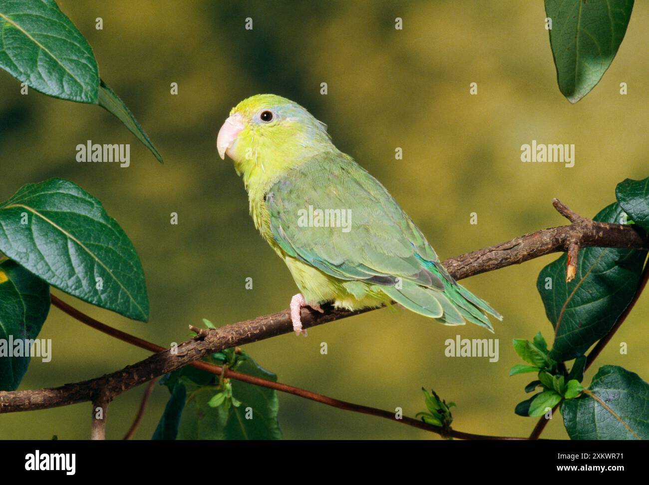 Parrotlet hi-res stock photography and images - Alamy