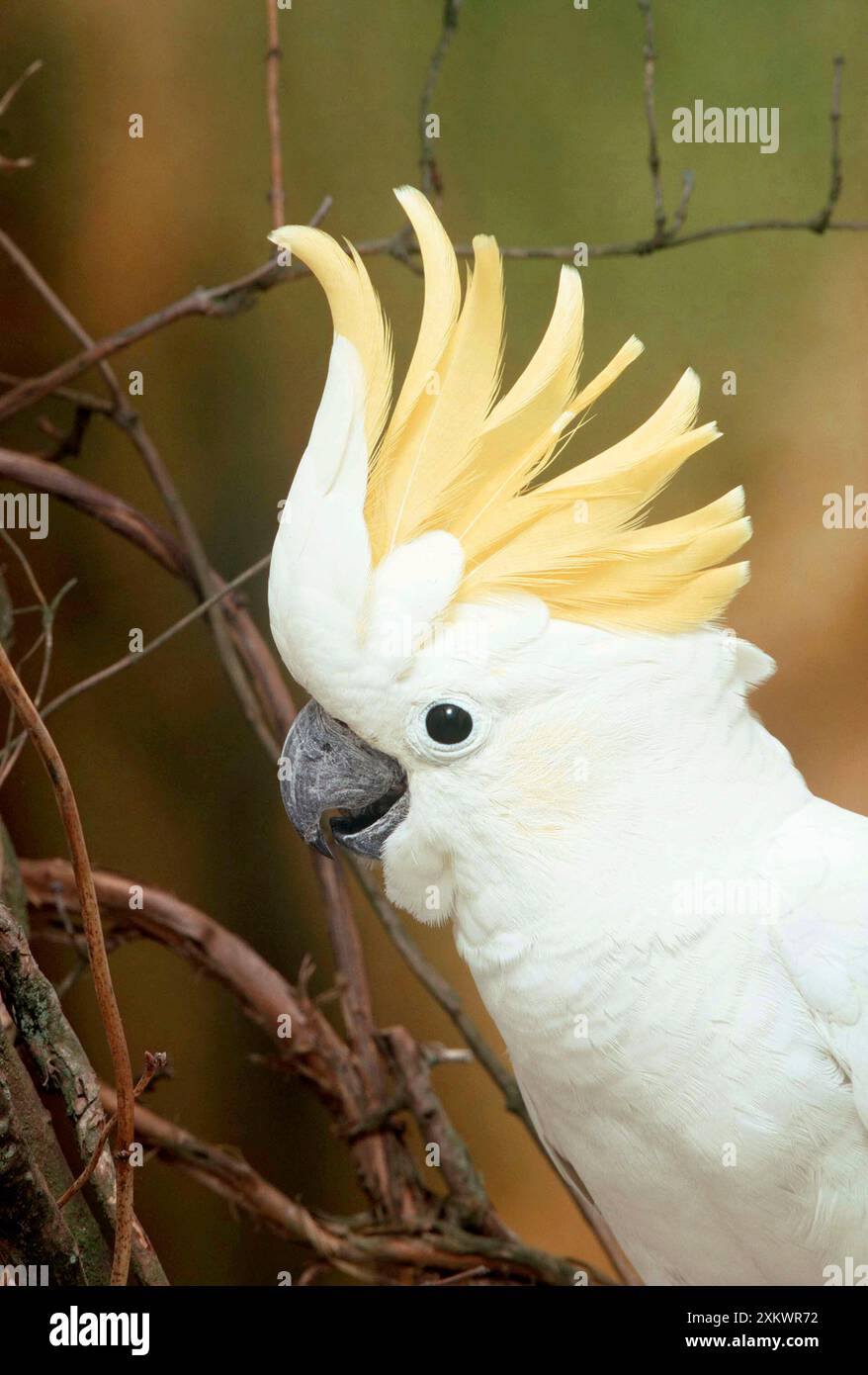 Lesser Sulphur-crested / Yellow-Crested COCKATOO Stock Photo - Alamy
