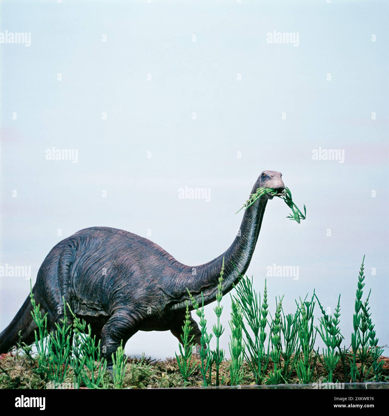 Apatosaurus dinosaur hi-res stock photography and images - Alamy