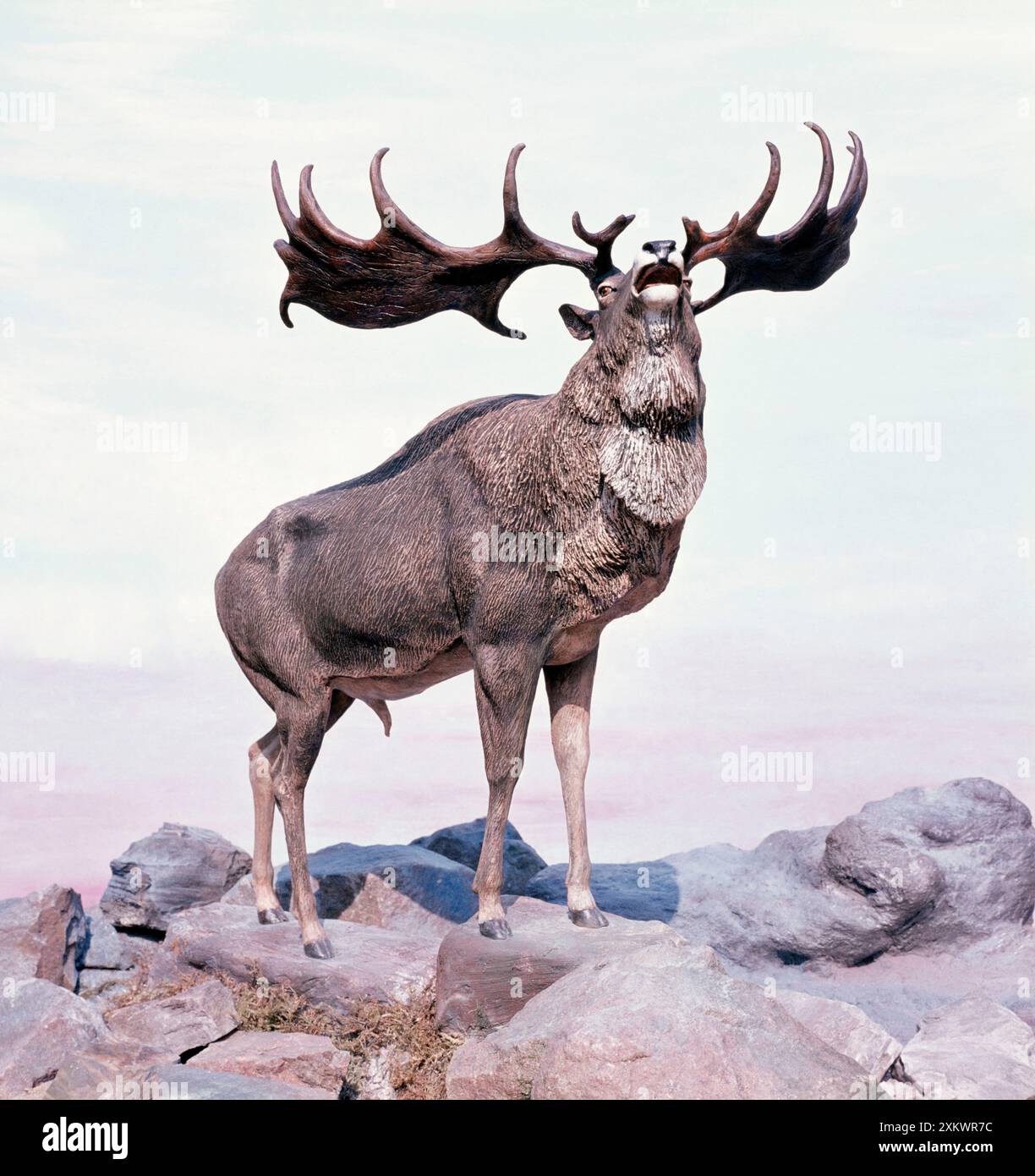 IRISH ELK / GIANT DEER / MEGALOCEROS - stag calling Stock Photo - Alamy