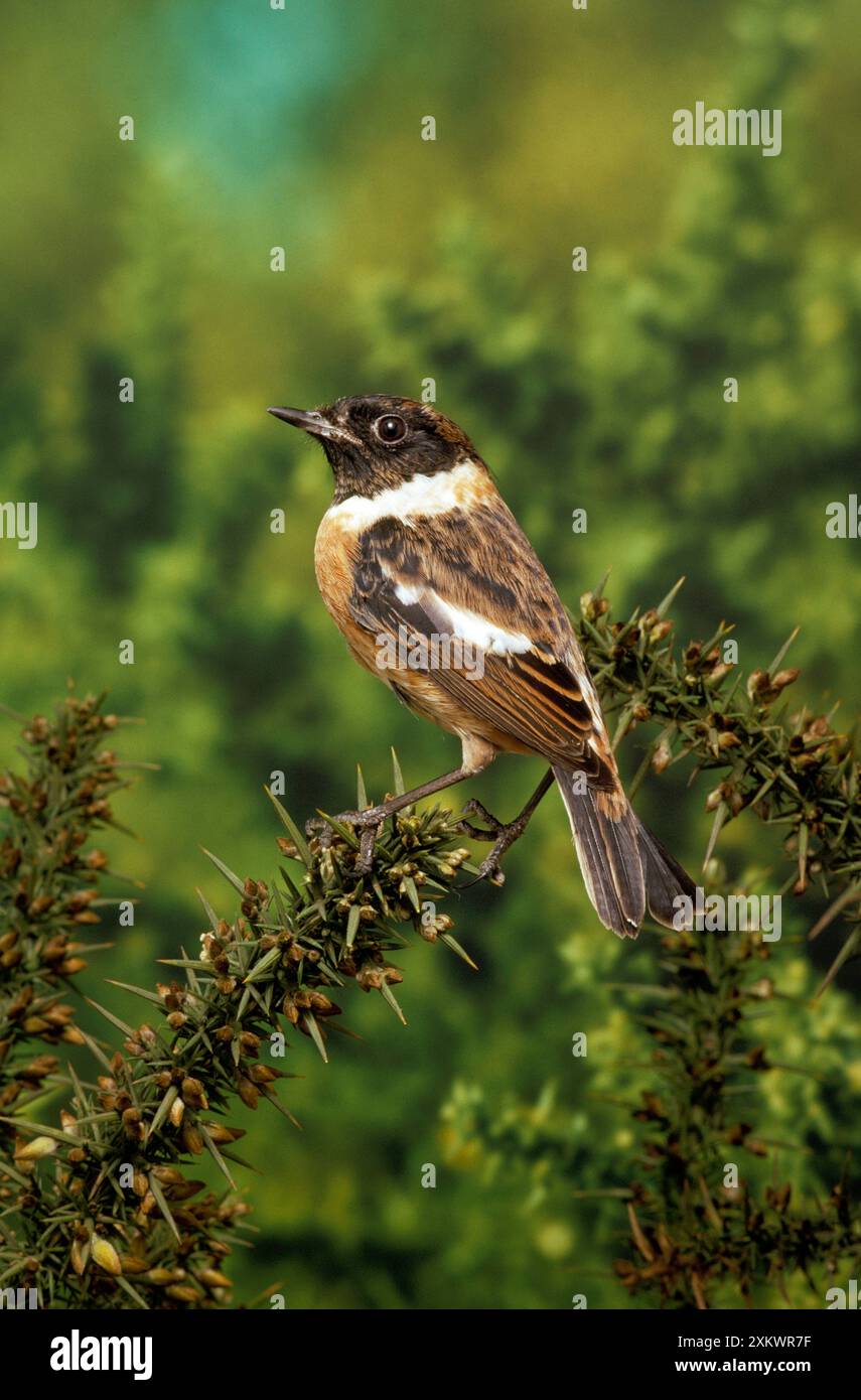 Single stonechat hi-res stock photography and images - Alamy