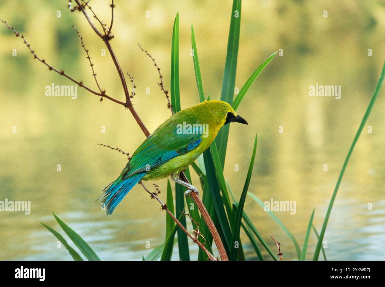 Male blue winged leafbird hi-res stock photography and images - Alamy