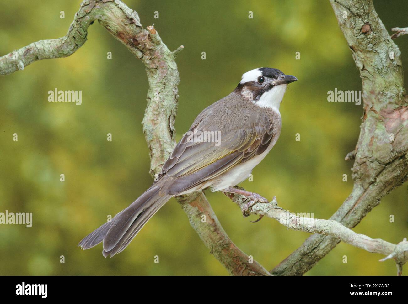 Chinese bulbul pycnonotus sinensis hi-res stock photography and images ...