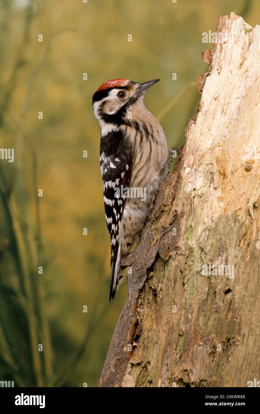 Lesser-Spotted / Barred WOODPECKER Stock Photo - Alamy