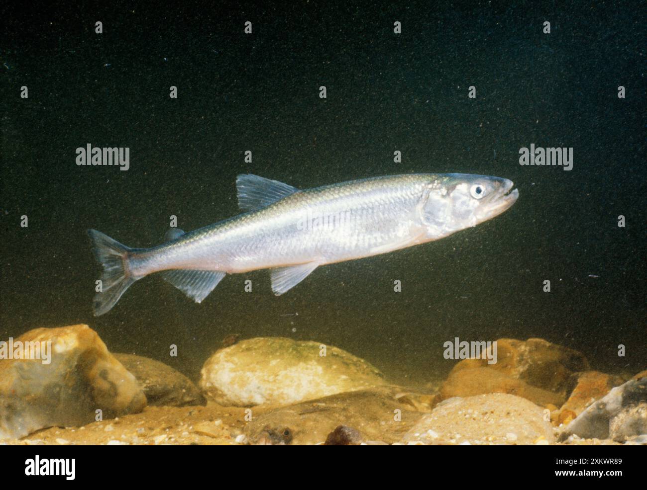 Smelt fishes hi-res stock photography and images - Alamy