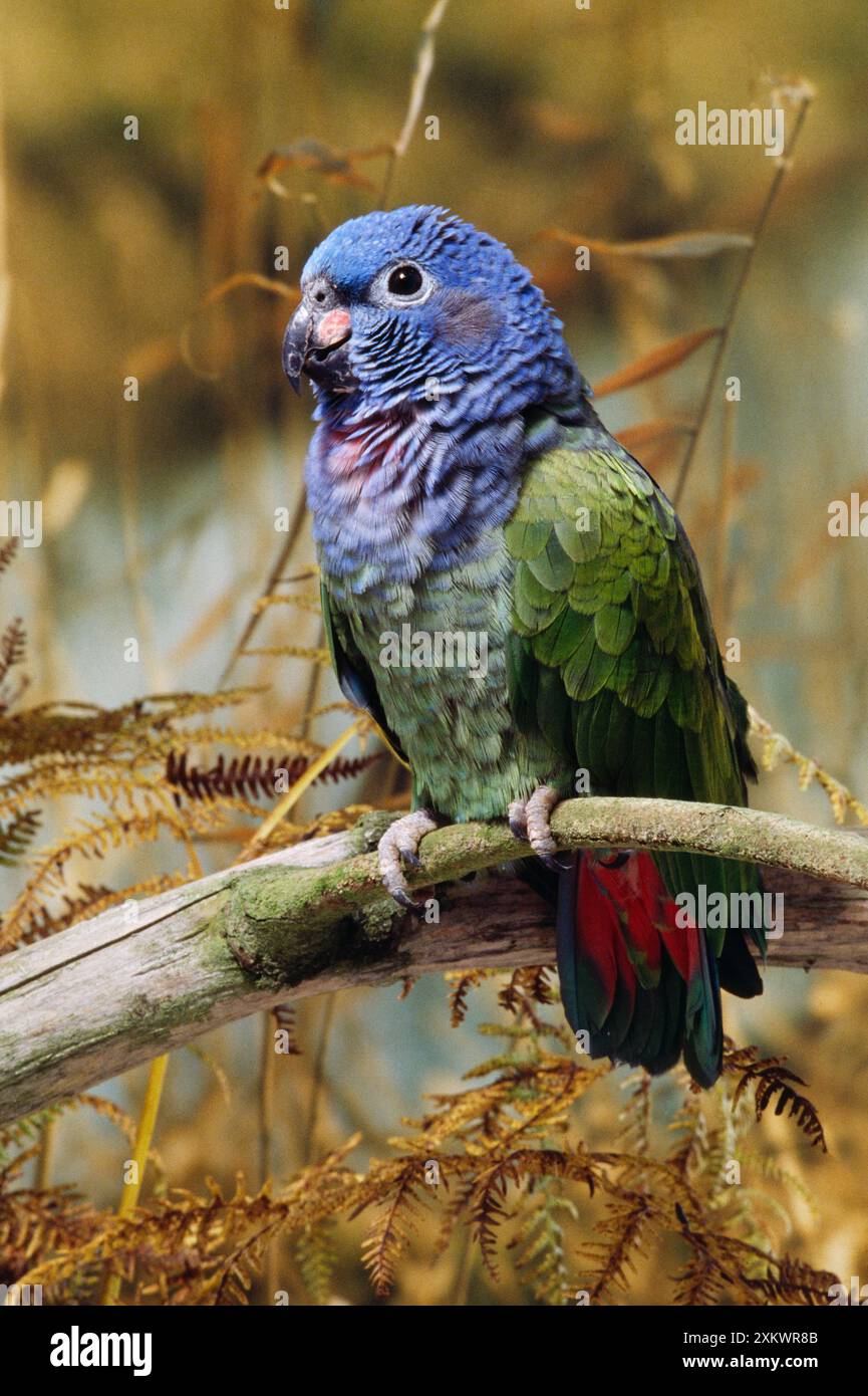 Blue-headed Pionus Parrot Stock Photo - Alamy