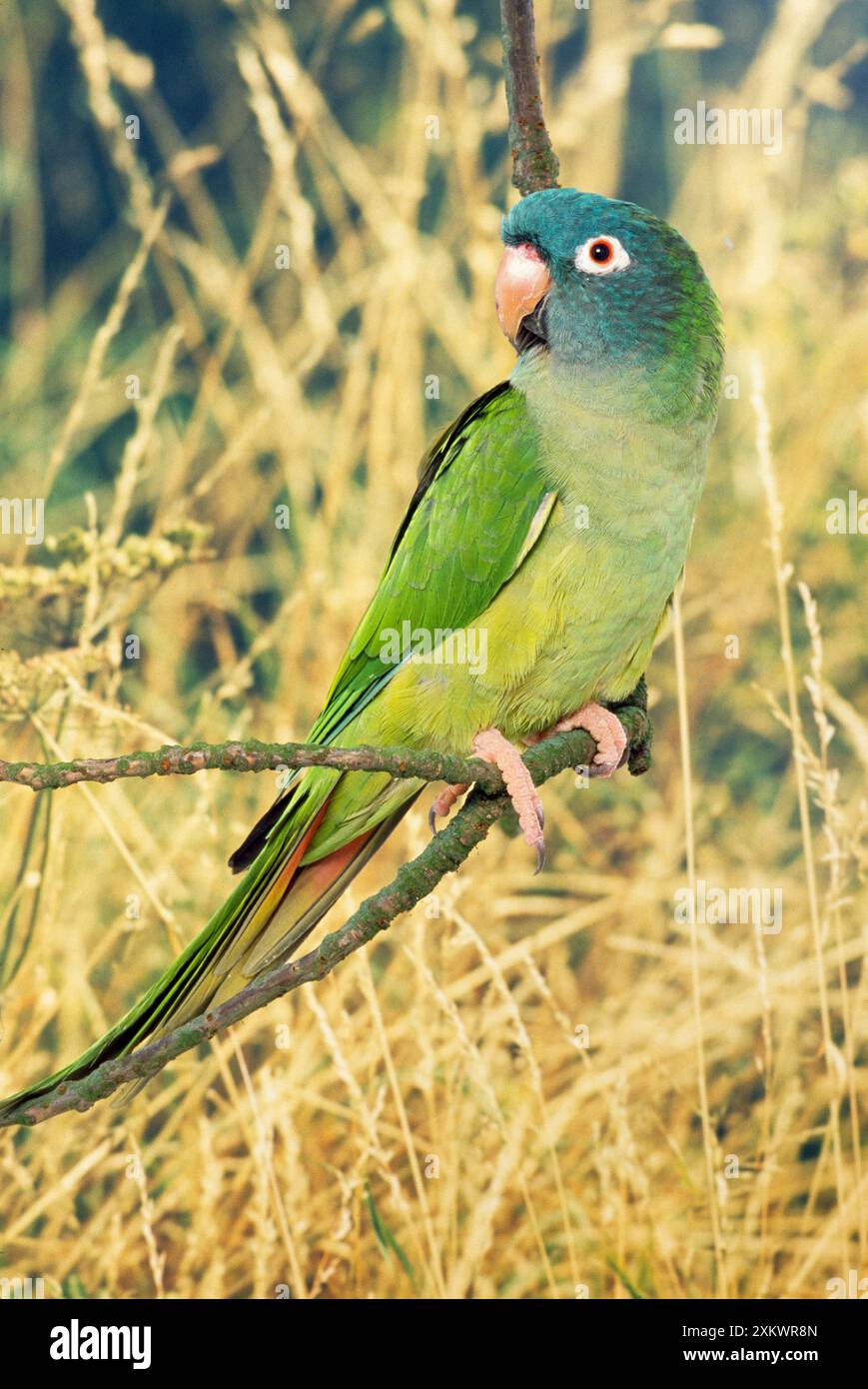 Blue-headed / Dusky-headed Conure Stock Photo - Alamy