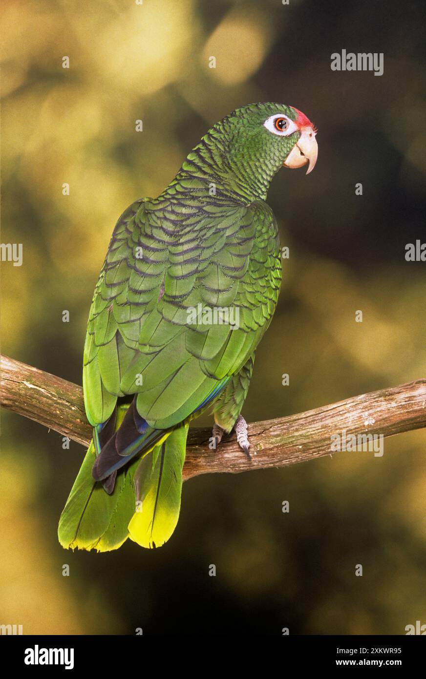 Tucaman hi-res stock photography and images - Alamy