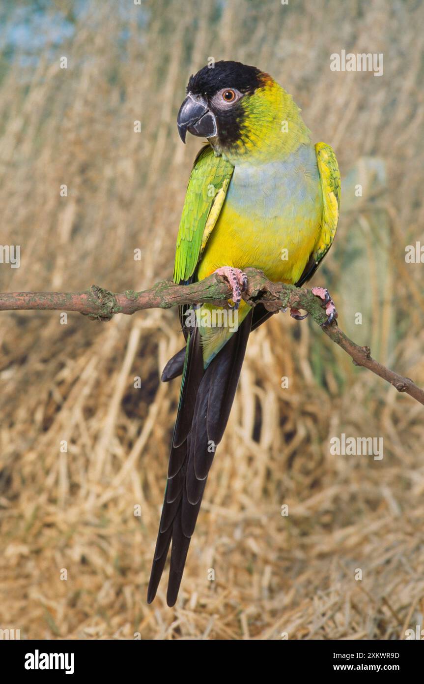Hen animals hi-res stock photography and images - Alamy