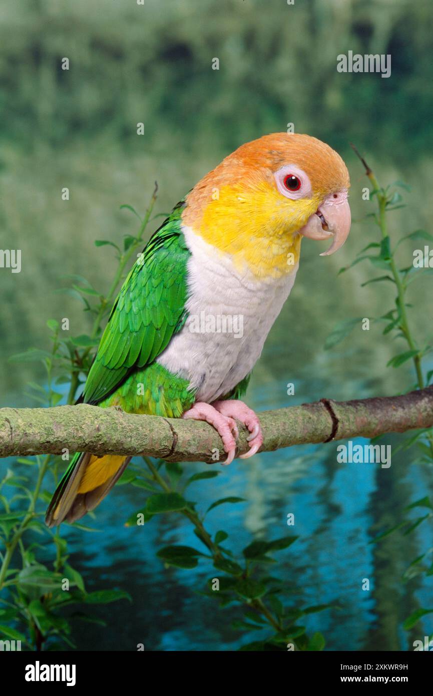 White caique hi-res stock photography and images - Alamy