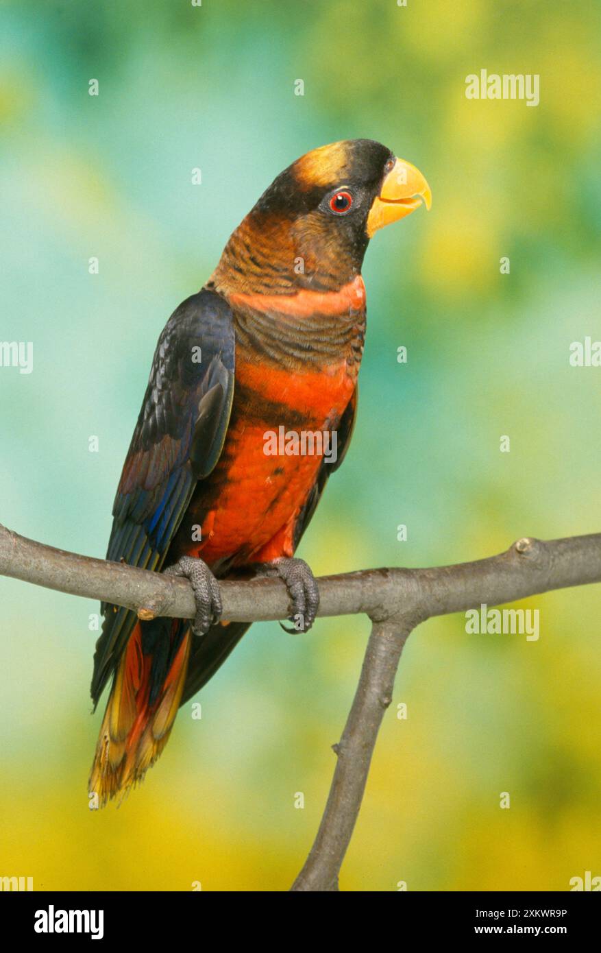 Orange Phase Dusky Lory Stock Photo - Alamy