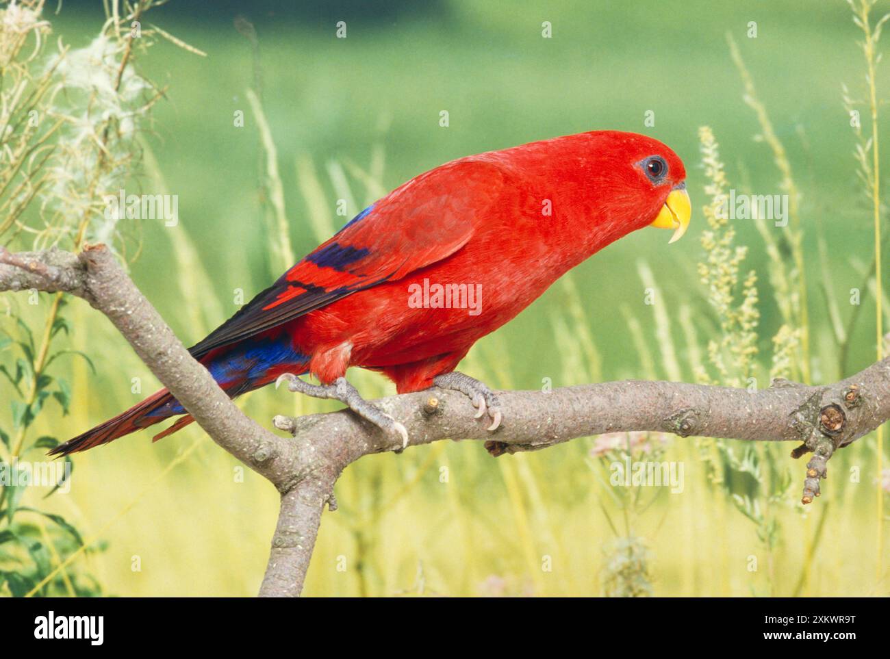 Lorys hi-res stock photography and images - Alamy