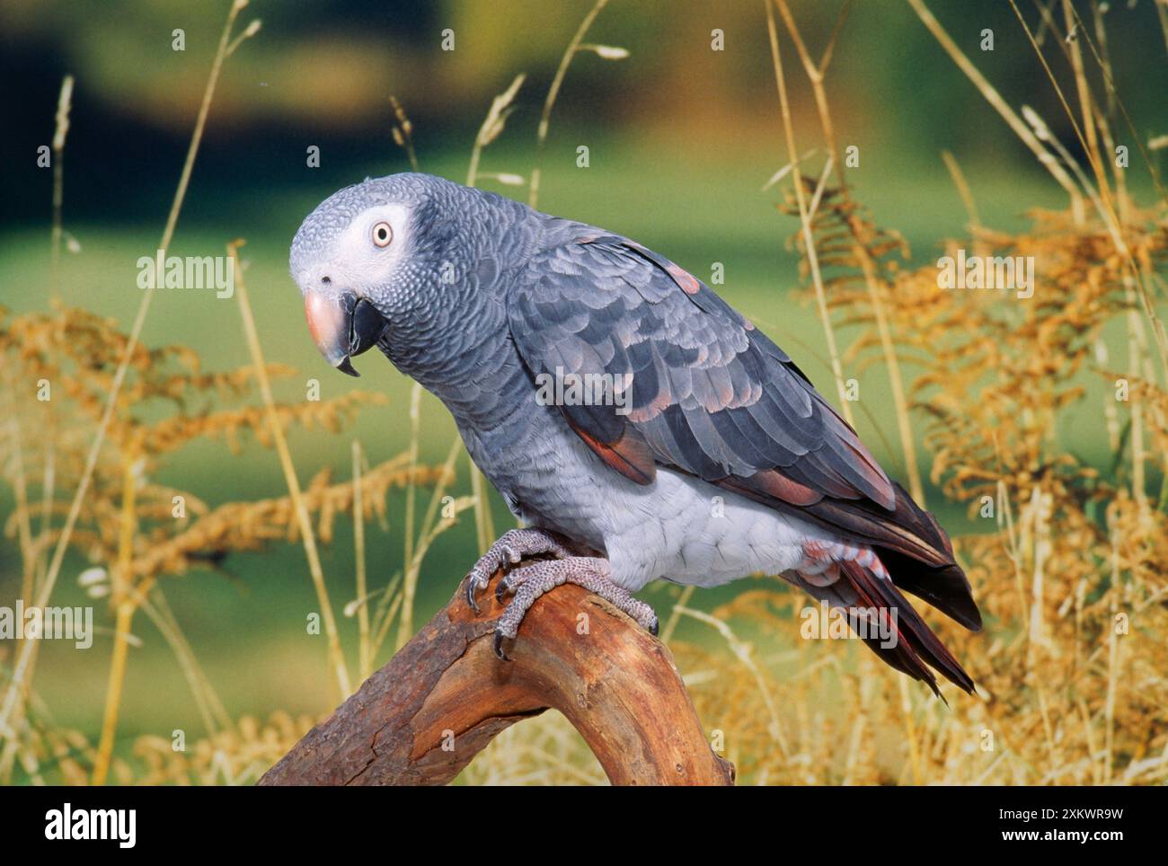Timneh parrot psittacus erithacus timneh hi-res stock photography and ...