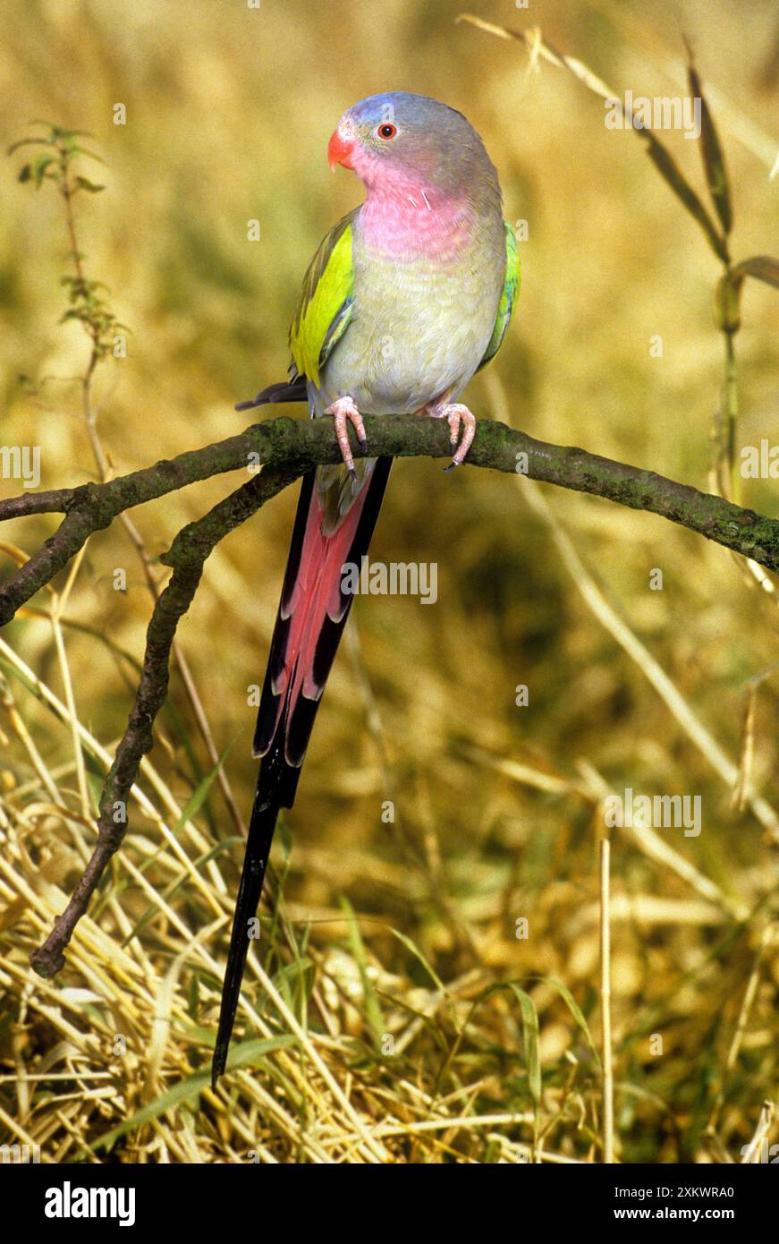 Princess parrot hi-res stock photography and images - Alamy
