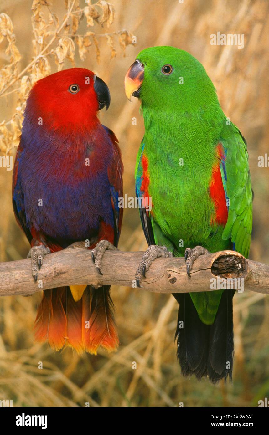 Eclectus Parrot - pair Stock Photo - Alamy