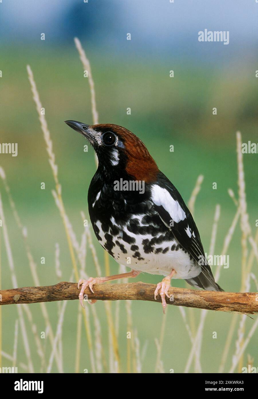 Zoothera interpres hi-res stock photography and images - Alamy