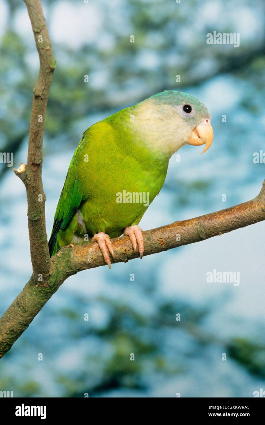 Grey cheeked hi-res stock photography and images - Alamy