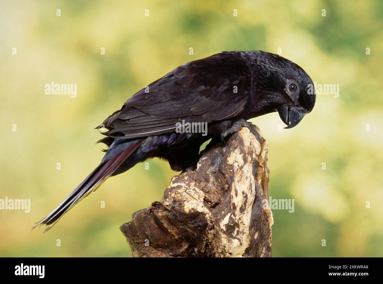 Lorys hi-res stock photography and images - Alamy