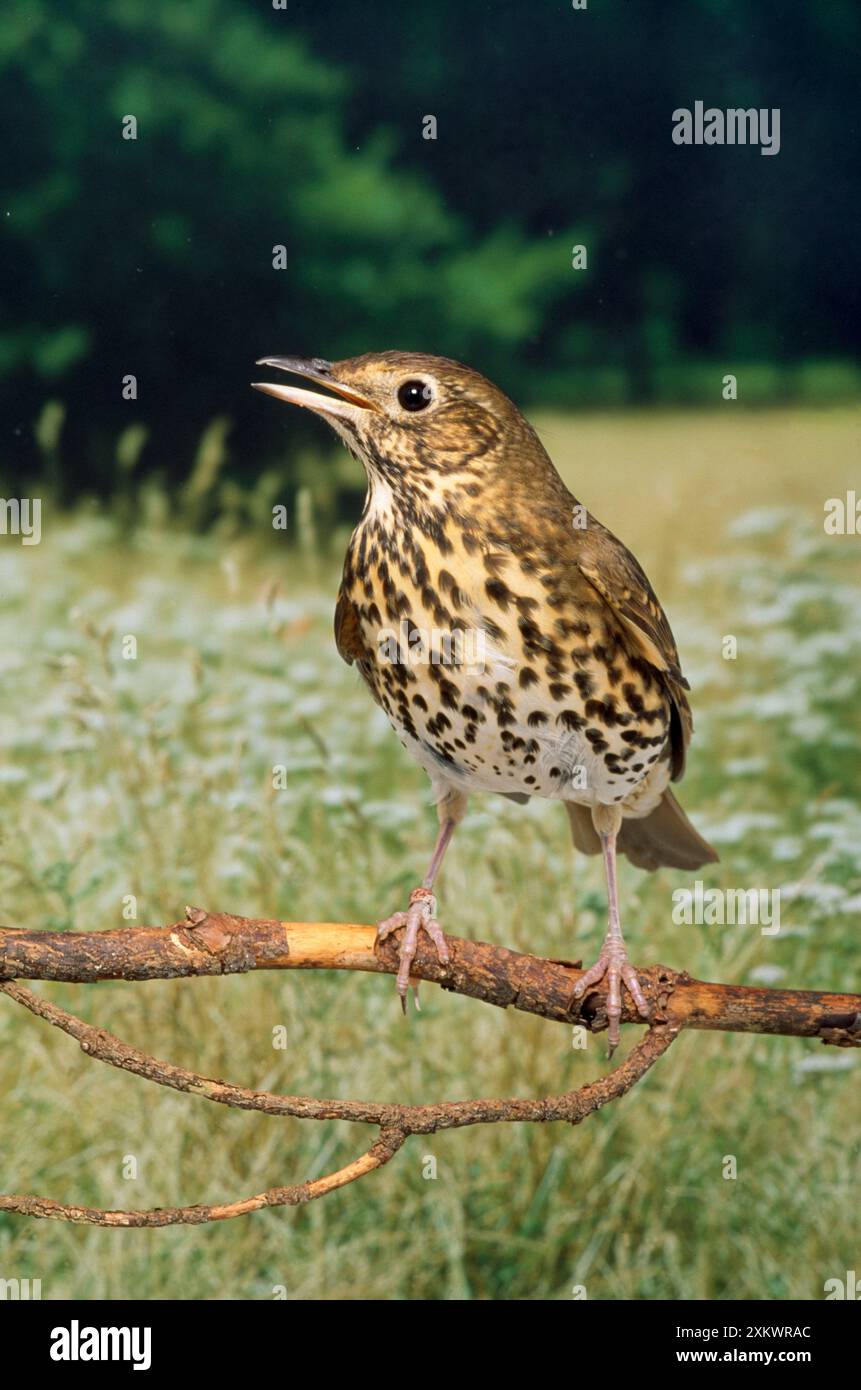 Singing animals hi-res stock photography and images - Alamy
