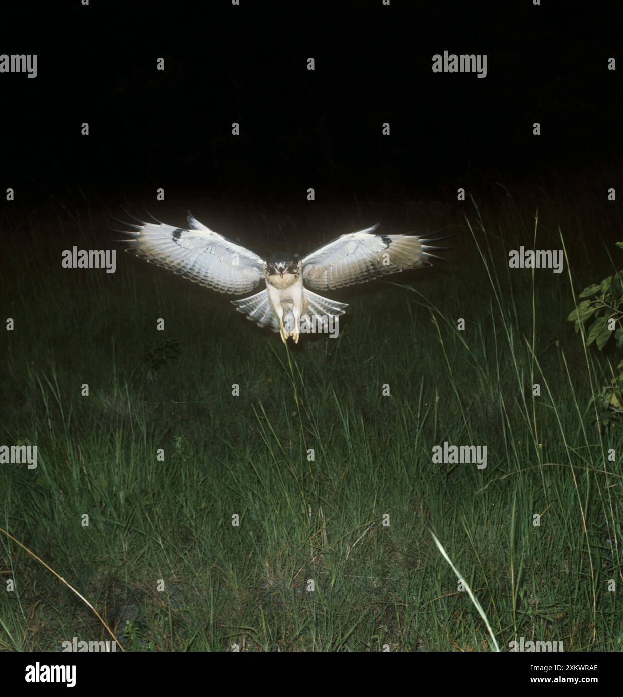Buzzard in flight hi-res stock photography and images - Alamy