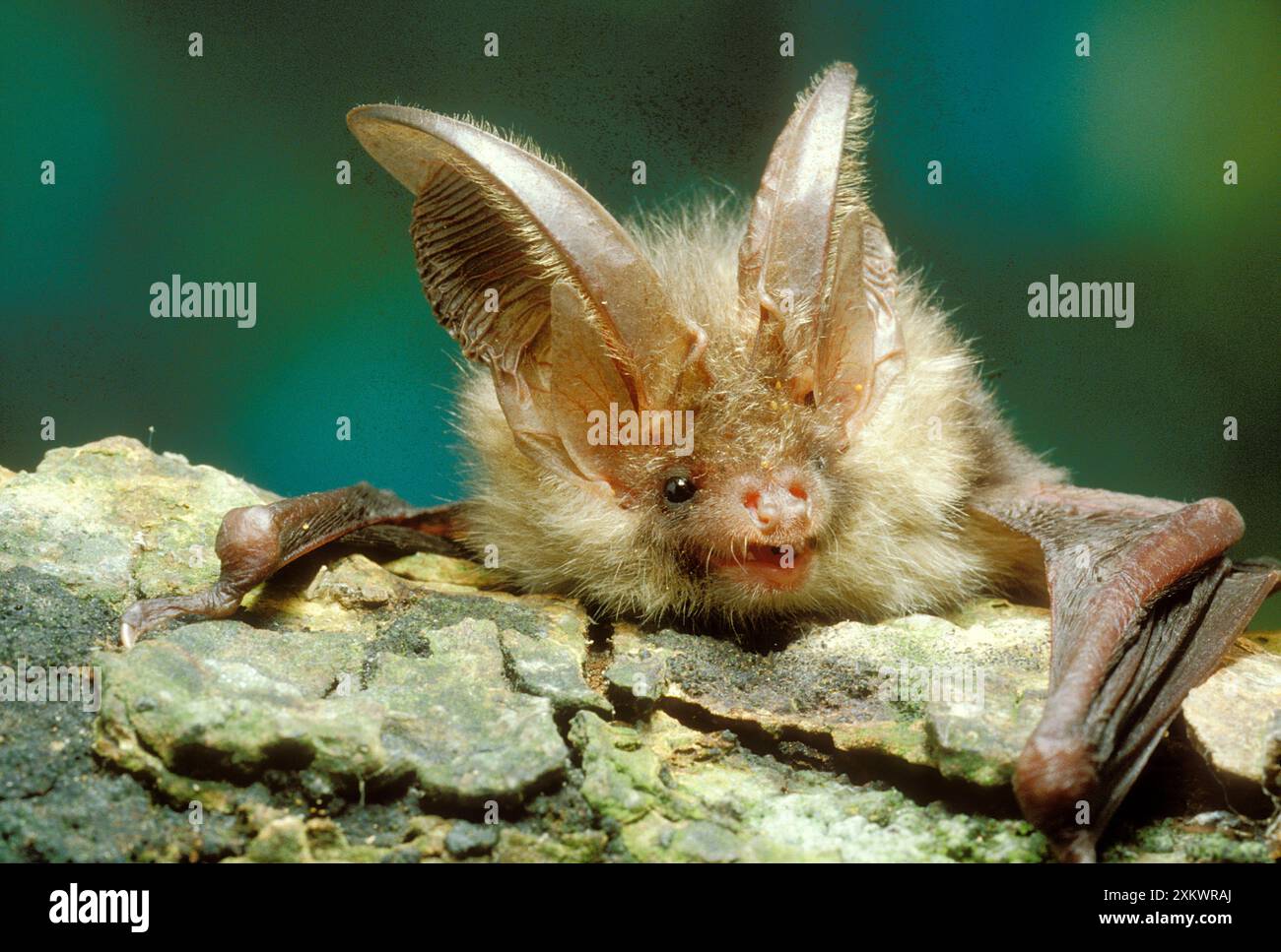 Long-eared BAT - close-up Stock Photo - Alamy