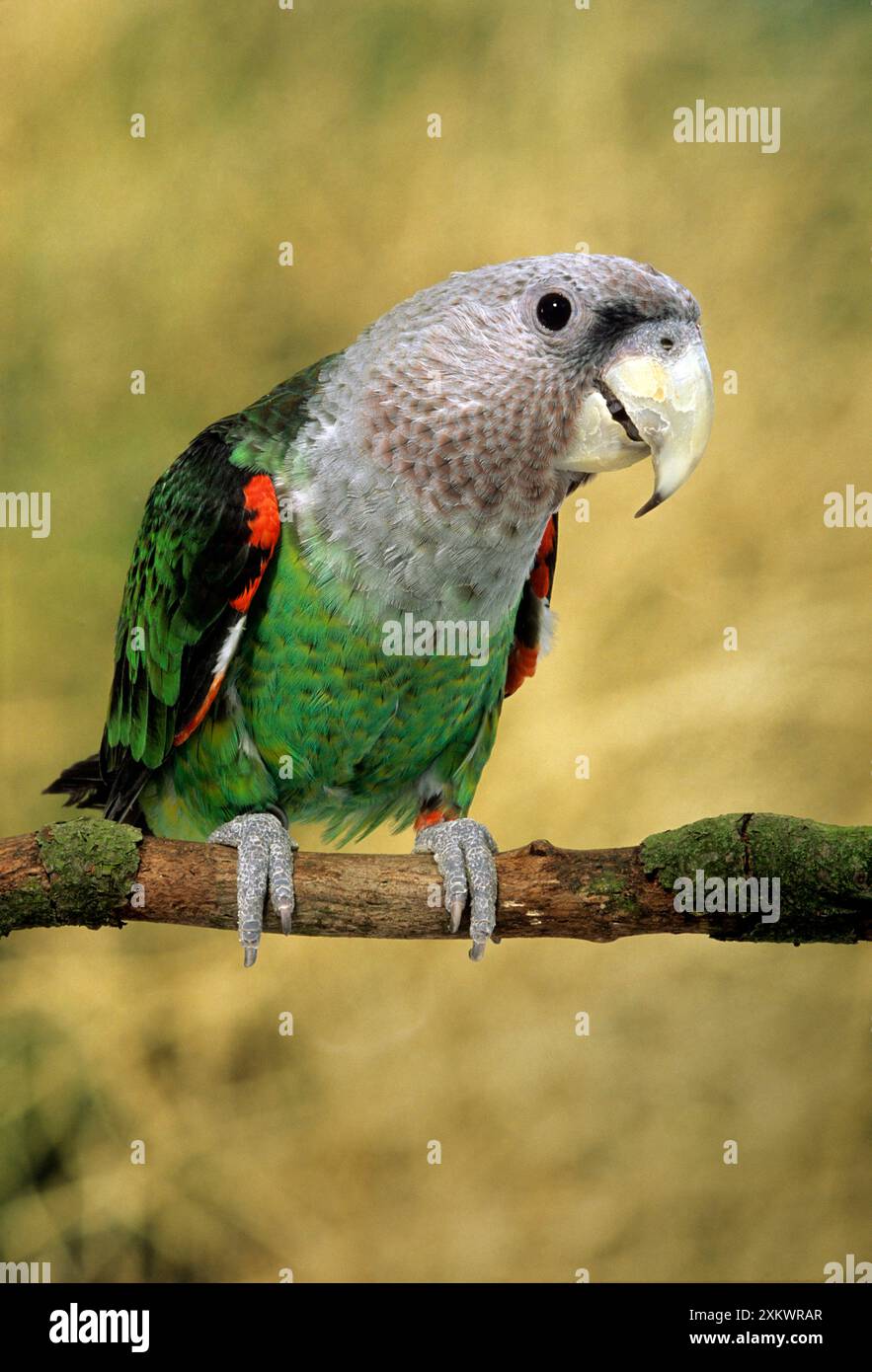 CAPE PARROT - on branch Stock Photo - Alamy